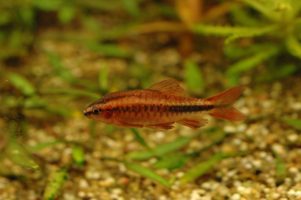 Barbus titeya | Bart Laurens